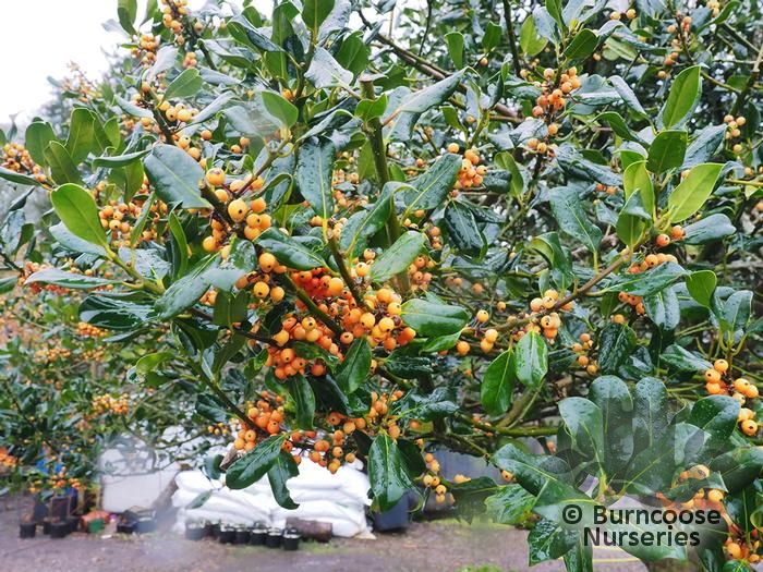 Ilex Aquifolium 'Bacciflava' from Burncoose Nurseries