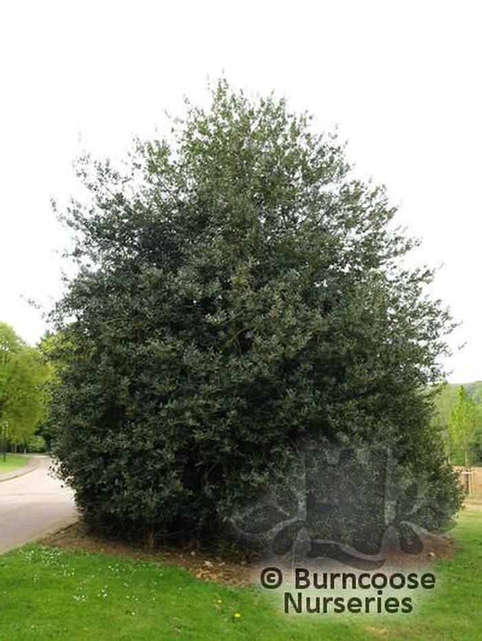Ilex from Burncoose Nurseries