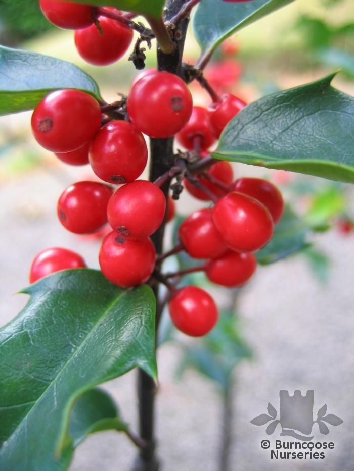 Ilex X Meserveae 'Blue Princess' from Burncoose Nurseries