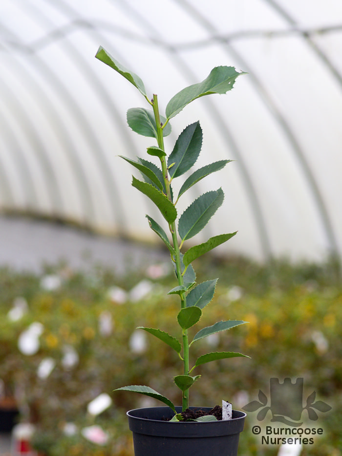 Ilex X Koehneana 'Chestnut Leaf' from Burncoose Nurseries