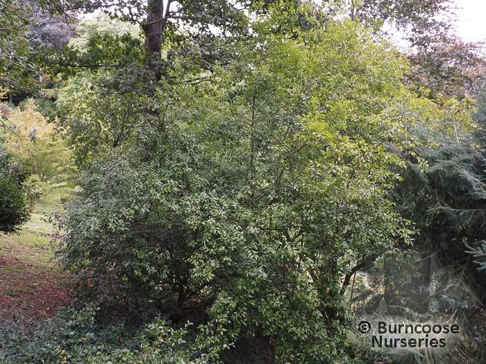 Ilex Corallina from Burncoose Nurseries