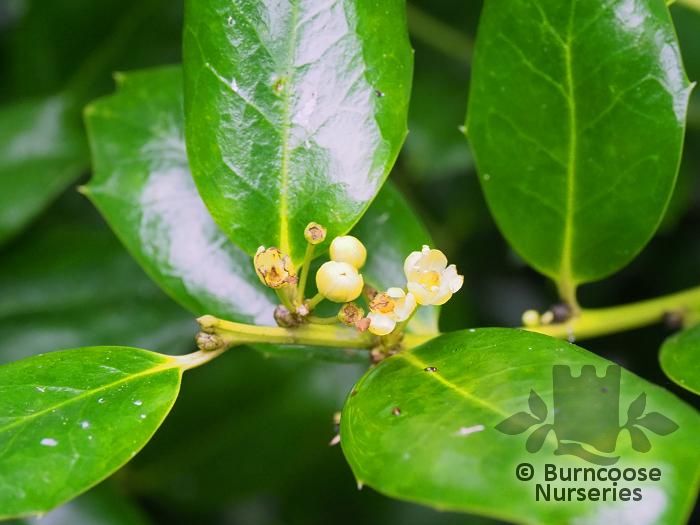 Ilex Cornuta from Burncoose Nurseries