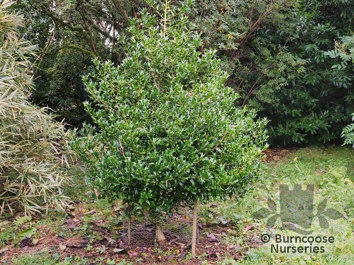 Ilex Cornuta from Burncoose Nurseries