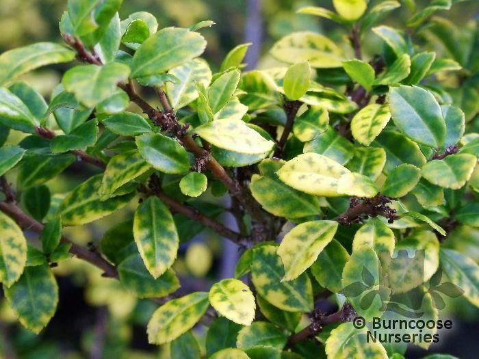 Ilex Crenata 'Golden Gem' from Burncoose Nurseries