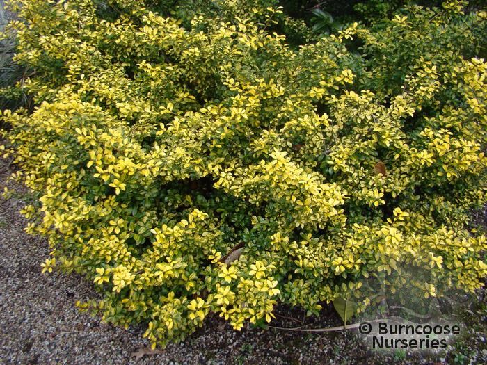 Ilex Crenata 'Golden Gem' from Burncoose Nurseries