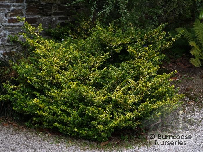 Ilex Crenata 'Golden Gem' from Burncoose Nurseries