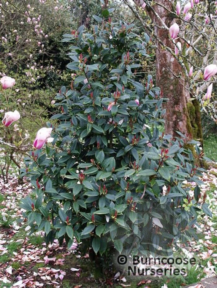 Ilex from Burncoose Nurseries - Page 1