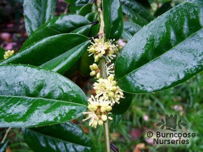 Ilex Latifolia from Burncoose Nurseries