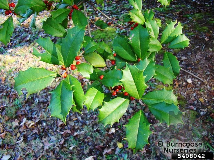Ilex Opaca from Burncoose Nurseries