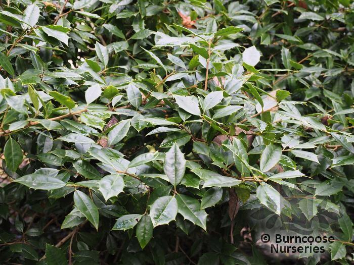 Ilex Opaca from Burncoose Nurseries