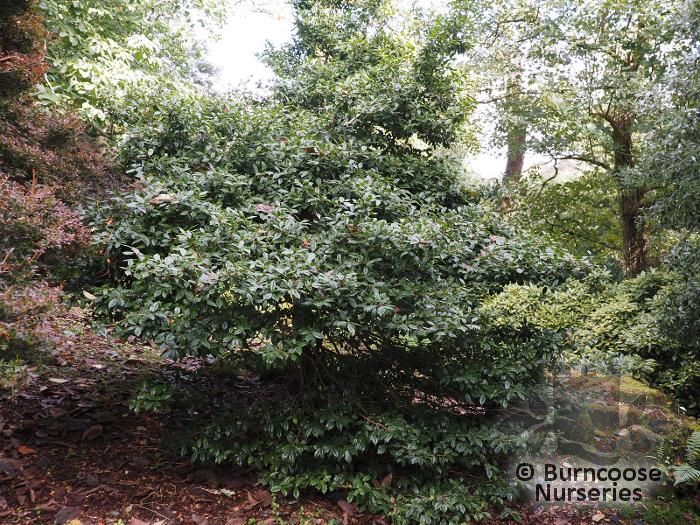 Ilex Opaca from Burncoose Nurseries