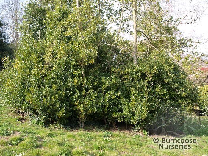 Ilex Perado Subsp. Platyphylla from Burncoose Nurseries