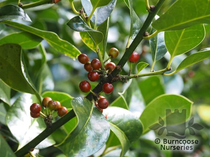 Ilex X Altaclerensis 'Wilsonii' from Burncoose Nurseries