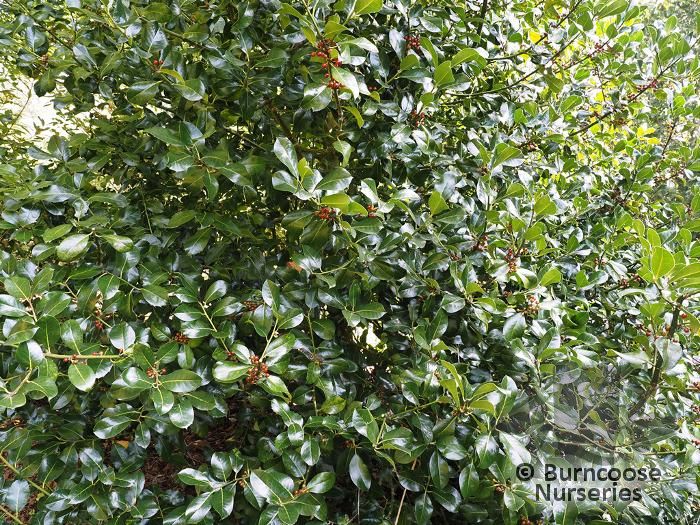 Ilex X Altaclerensis 'Wilsonii' from Burncoose Nurseries