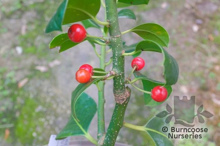 Ilex X Altaclerensis 'Wilsonii' from Burncoose Nurseries