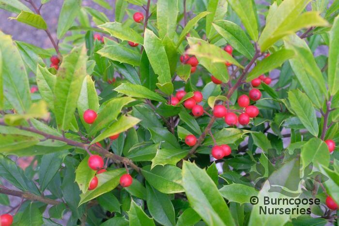 Ilex X Attenuata 'Sunny Foster' from Burncoose Nurseries