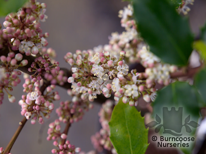 Ilex X Meserveae 'Blue Prince' from Burncoose Nurseries