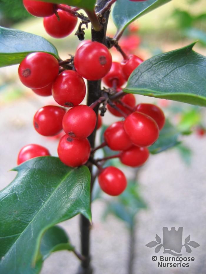 Ilex X Meserveae 'Blue Prince' from Burncoose Nurseries