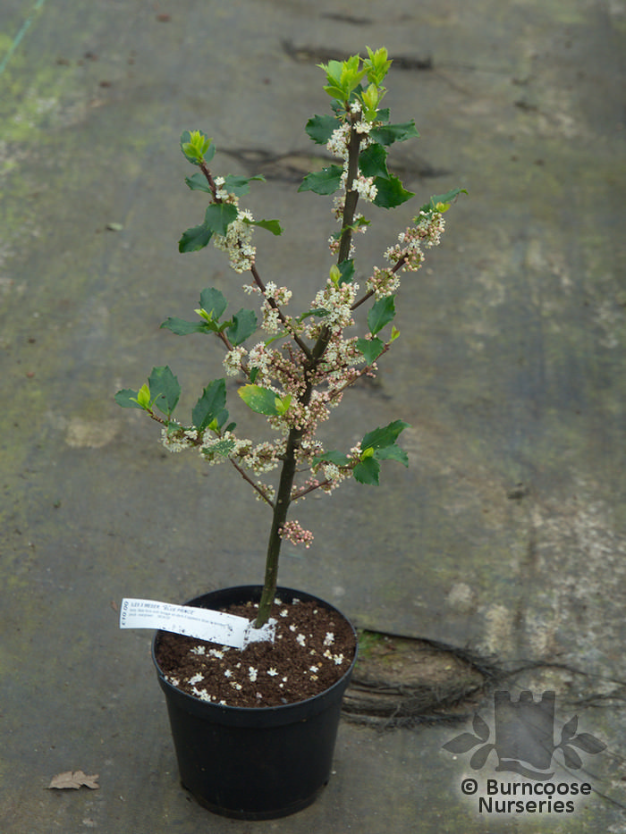 Ilex X Meserveae 'Blue Prince' from Burncoose Nurseries