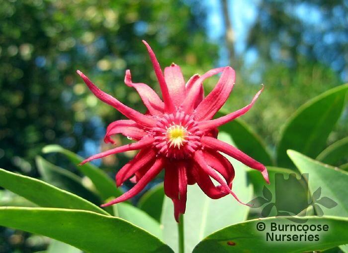 Illicium from Burncoose Nurseries