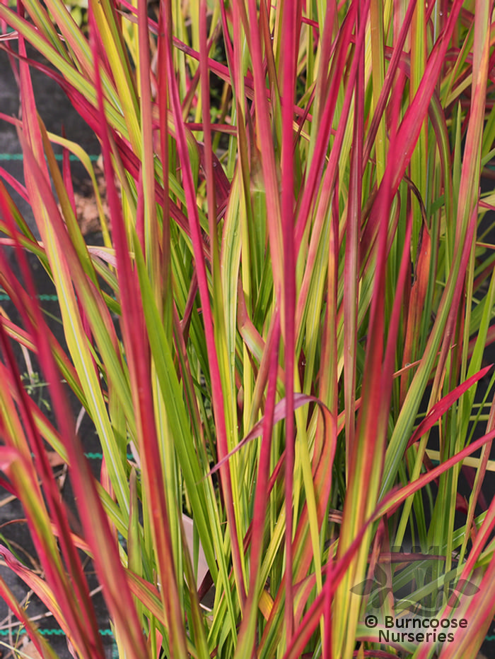 Imperata Cylindrica 'Red Baron' from Burncoose Nurseries