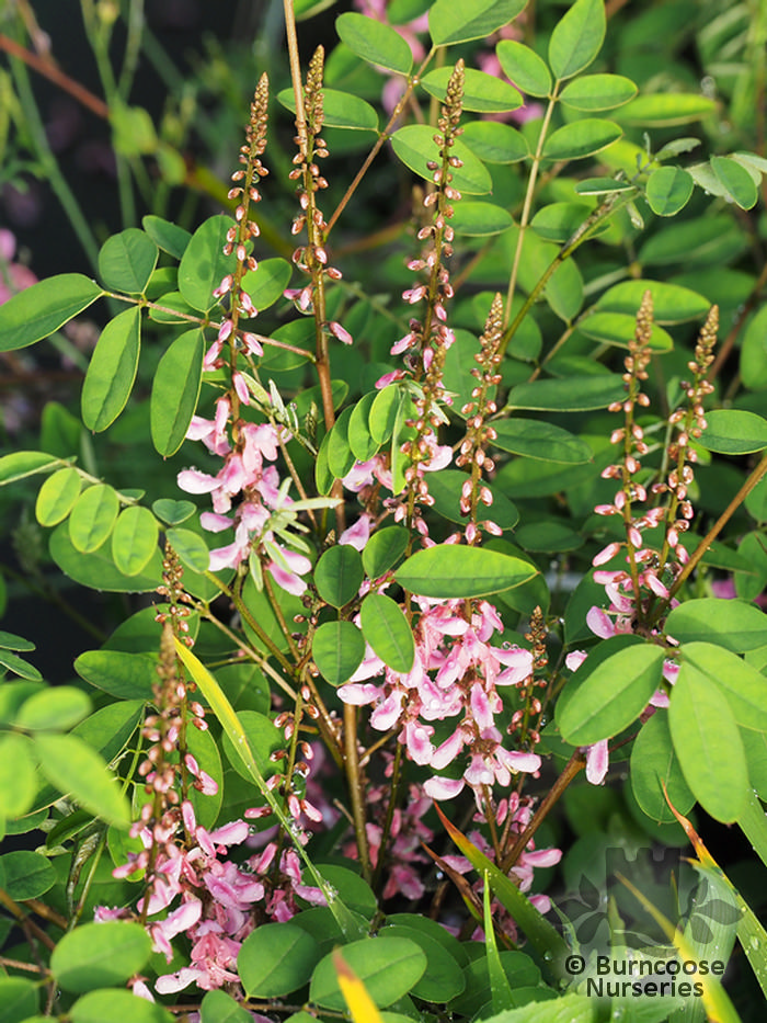 Indigofera from Burncoose Nurseries