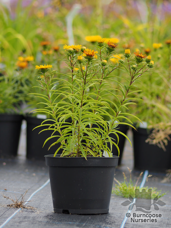 Inula Ensifolia from Burncoose Nurseries