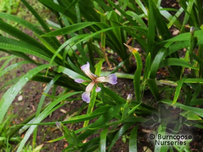 Iris Foetidissima from Burncoose Nurseries