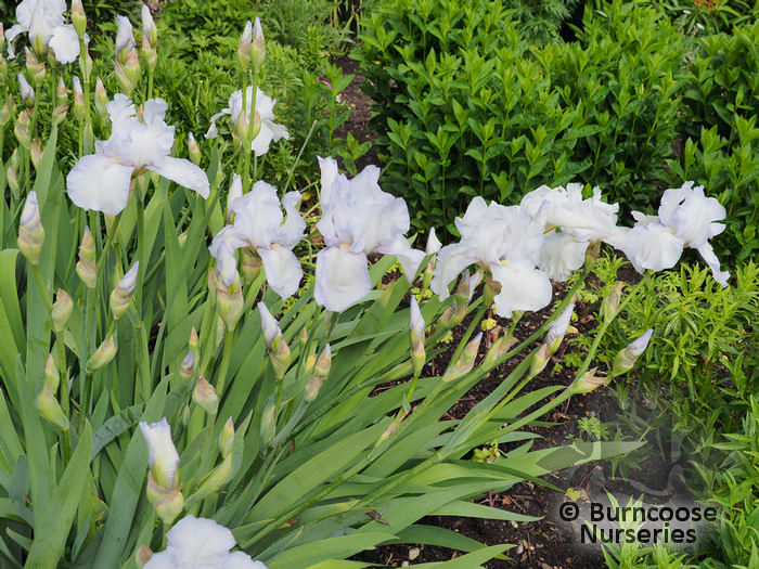 Iris 'Jane Phillips' from Burncoose Nurseries