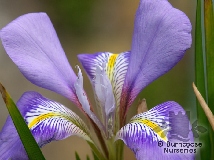 Iris Unguicularis from Burncoose Nurseries