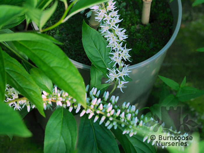 Itea Virginica 'Merlot' from Burncoose Nurseries