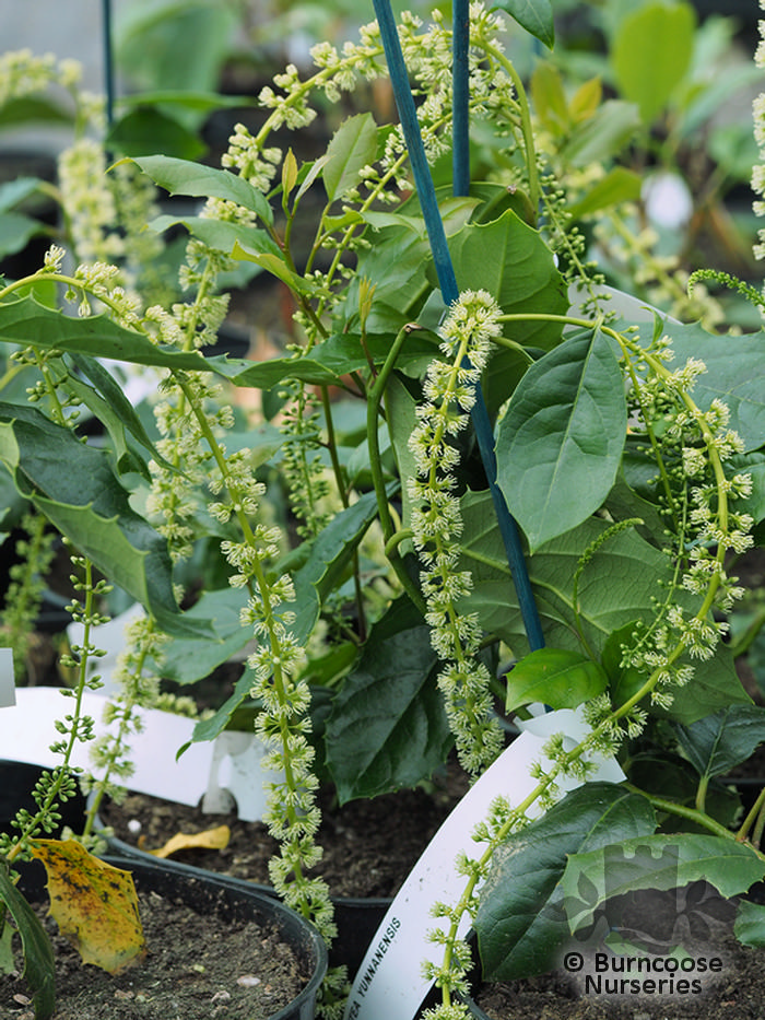 Itea from Burncoose Nurseries