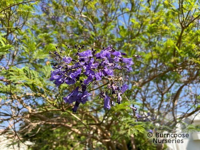 Jacaranda Mimosifolia from Burncoose Nurseries