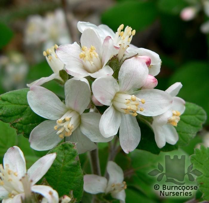Jamesia from Burncoose Nurseries