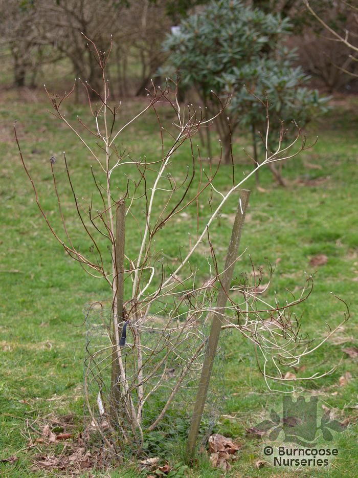 Jamesia Americana from Burncoose Nurseries