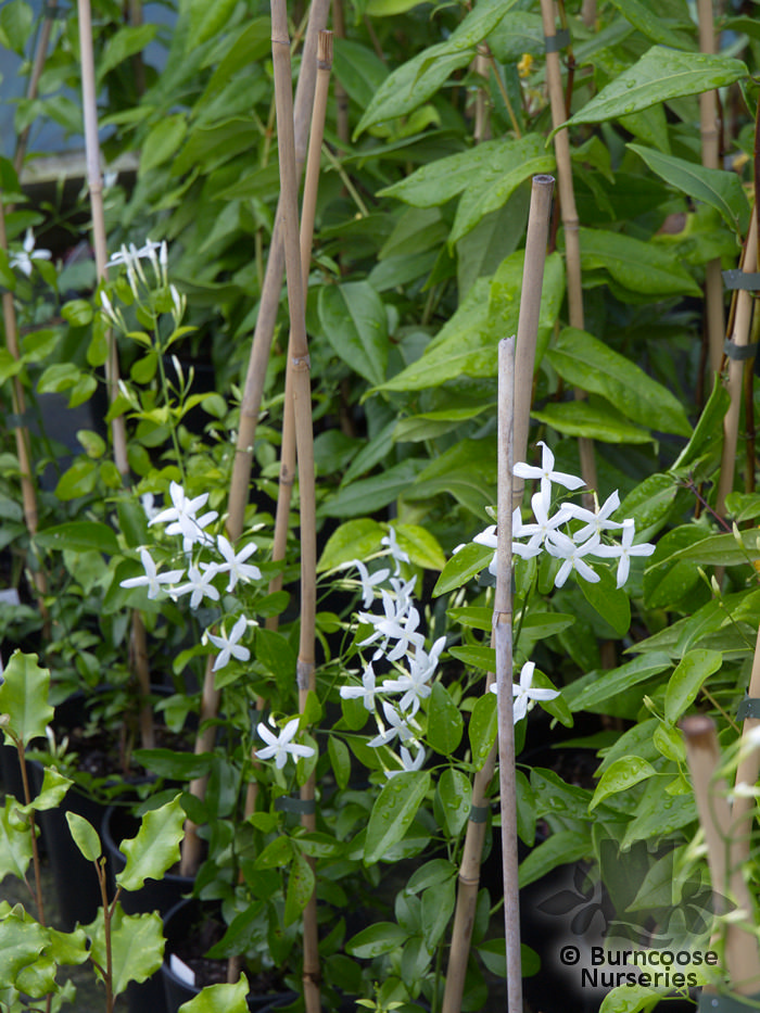 Jasminum Azoricum from Burncoose Nurseries