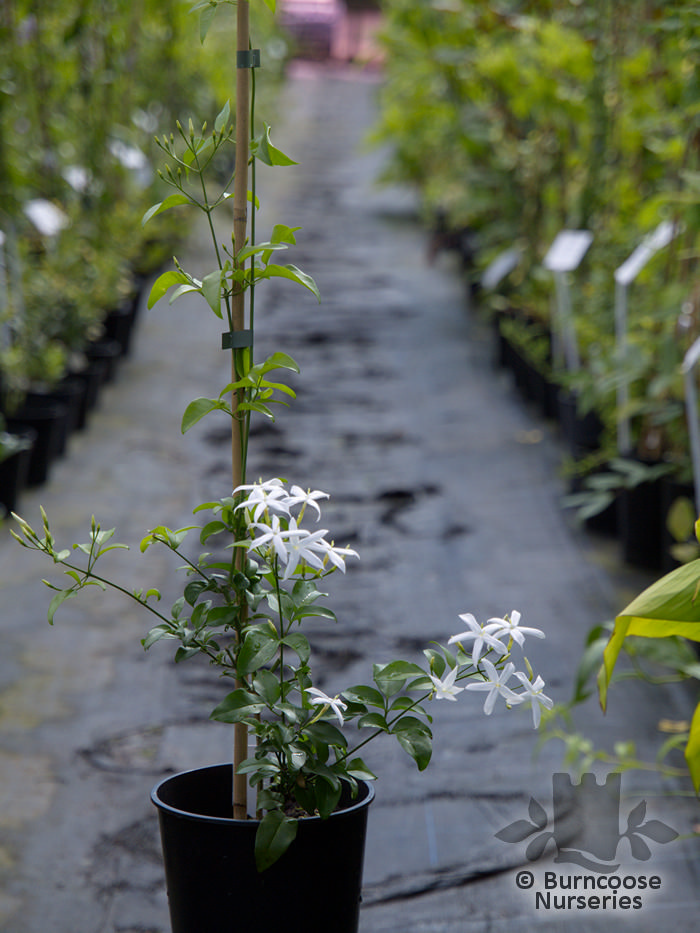 Jasminum Azoricum from Burncoose Nurseries
