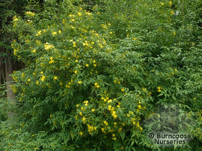 Jasminum Humile 'Revolutum' from Burncoose Nurseries