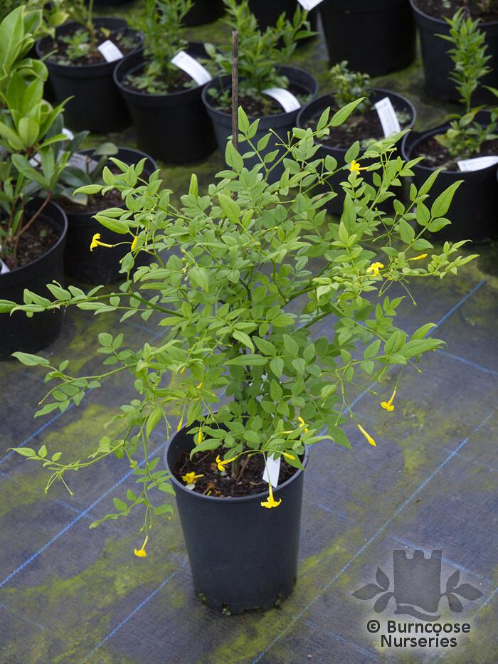 Jasminum Humile 'Revolutum' from Burncoose Nurseries