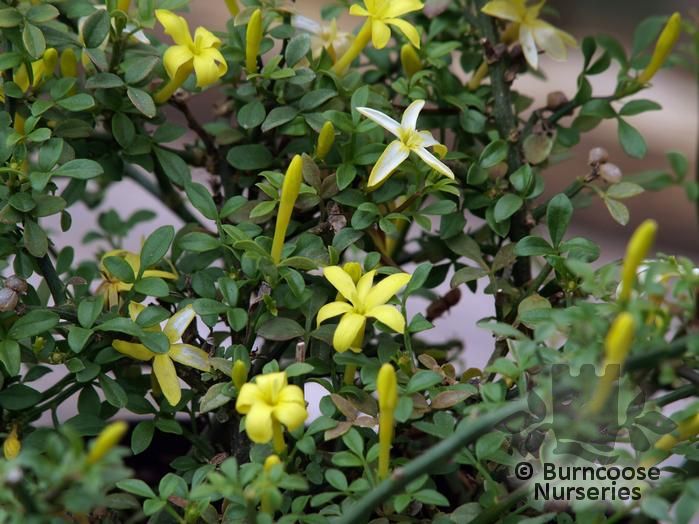 Jasminum parkeri - Alchetron, The Free Social Encyclopedia