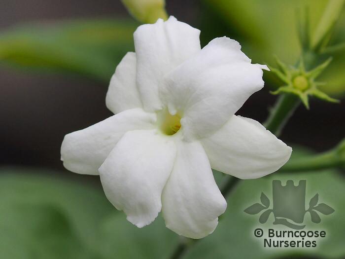 Jasminum Sambac from Burncoose Nurseries