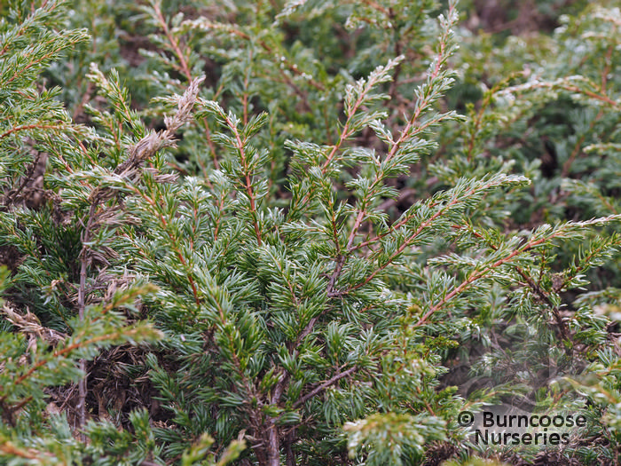 Juniperus Communis 'Repanda' from Burncoose Nurseries