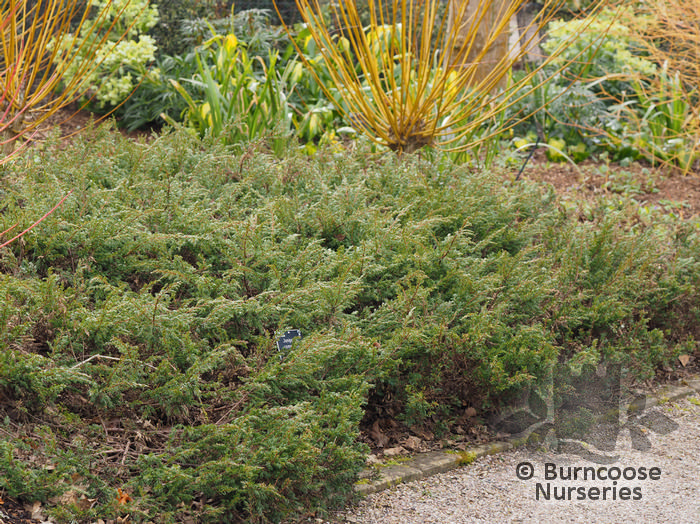Juniperus Communis 'Repanda' from Burncoose Nurseries