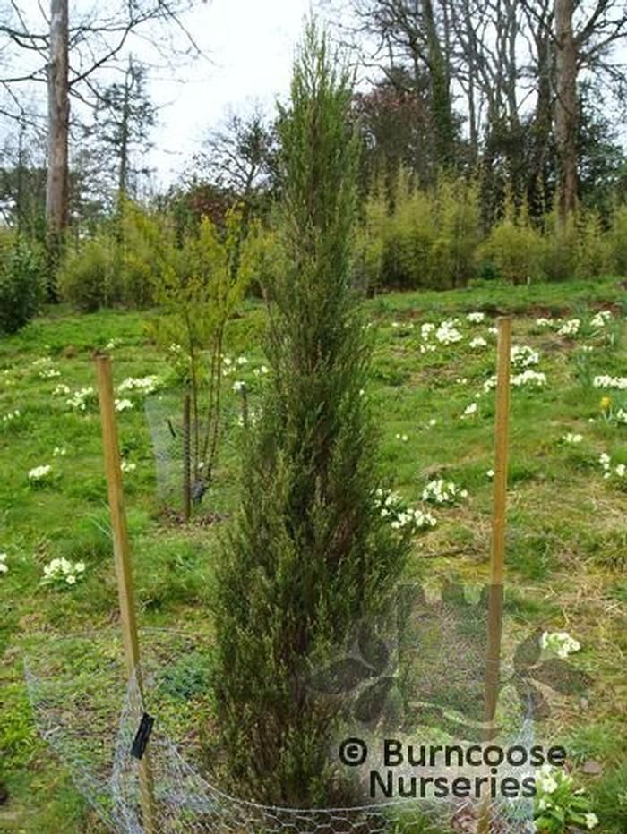 Juniperus Scopulorum 'Skyrocket' from Burncoose Nurseries
