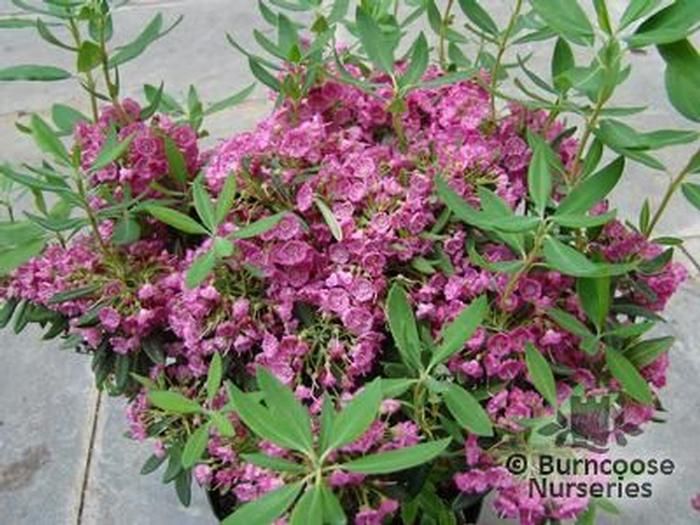 Kalmia Angustifolia 'Rubra' from Burncoose Nurseries