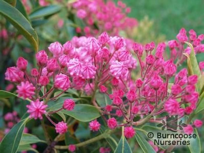 Kalmia Latifolia Raspberry Glow