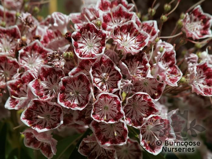 Kalmia from Burncoose Nurseries