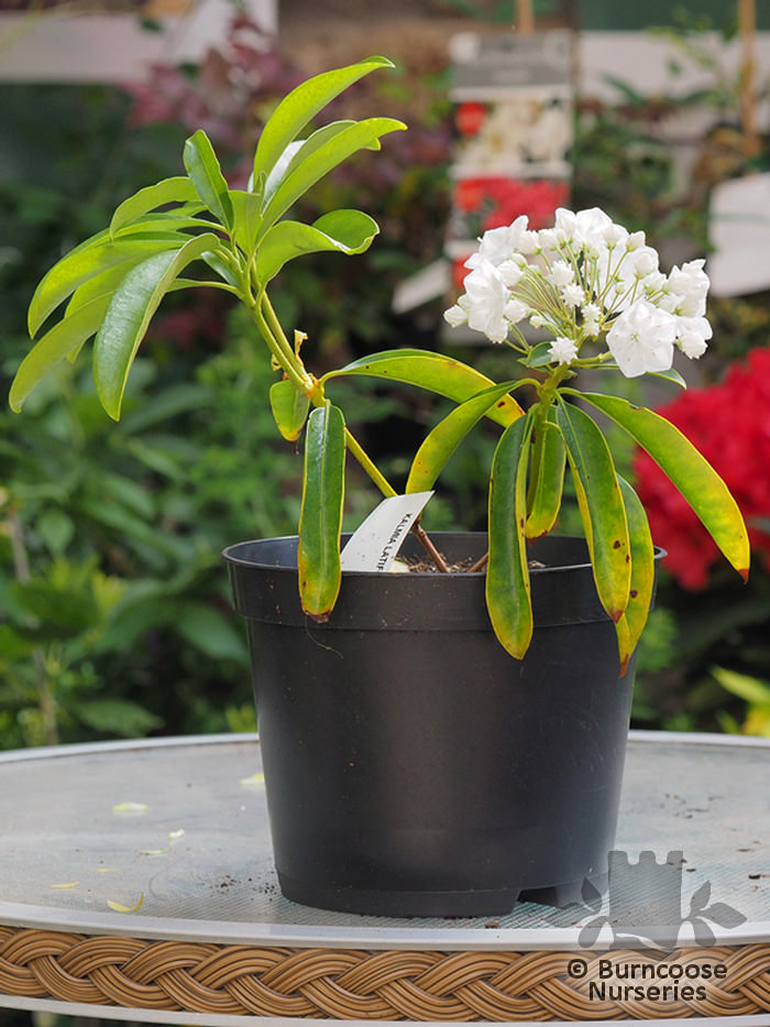 Kalmia Latifolia 'Snowdrift' from Burncoose Nurseries