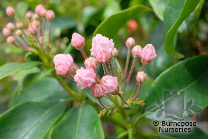 Kalmia Latifolia 'Zebulon' from Burncoose Nurseries