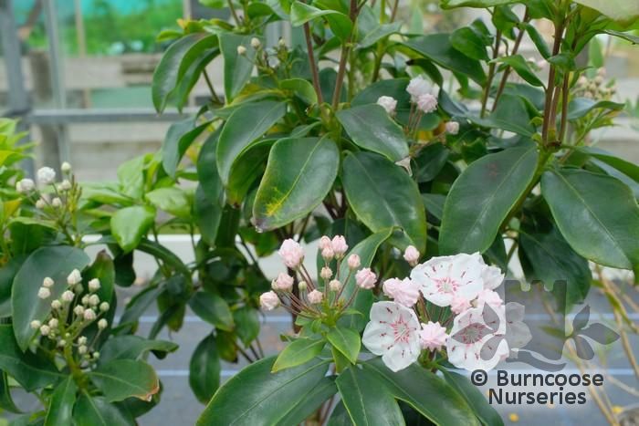 Kalmia Latifolia 'Zebulon' from Burncoose Nurseries